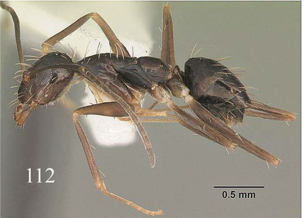 Ant Species & Control Strategies in UAE | ETS