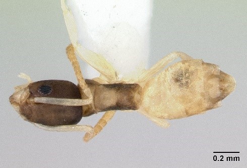 Ant Species & Control Strategies in UAE | ETS