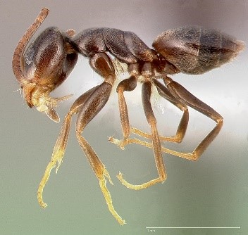 Ant Species & Control Strategies in UAE | ETS