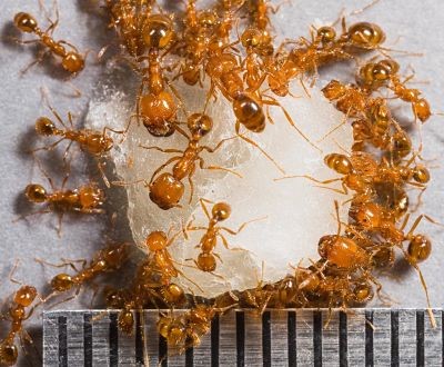 Ant Species & Control Strategies in UAE | ETS