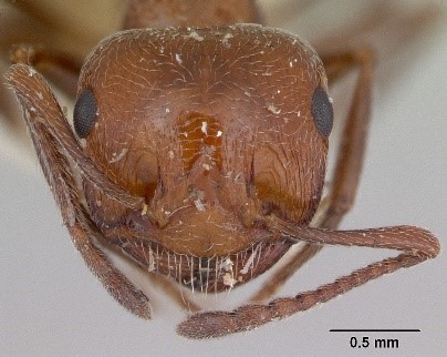 Ant Species & Control Strategies in UAE | ETS