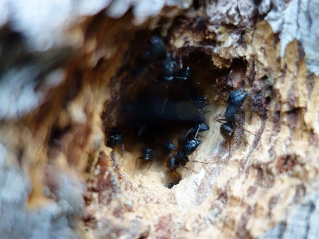 Ant Species & Control Strategies in UAE | ETS