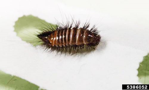Fabric Insects: Prevention & Solutions | ETS