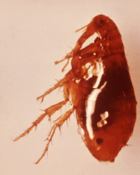 Understanding Fleas: Threats, Prevention & Solutions | ETS