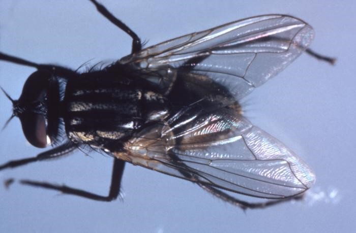 House Fly: Characteristics, Life Cycle, and Health Risks | ETS
