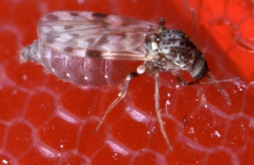 Midges in UAE: Types, Life Cycle, and Implications | ETS