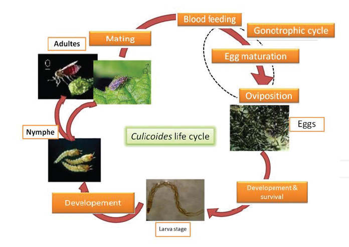 Midges in UAE: Types, Life Cycle, and Implications | ETS
