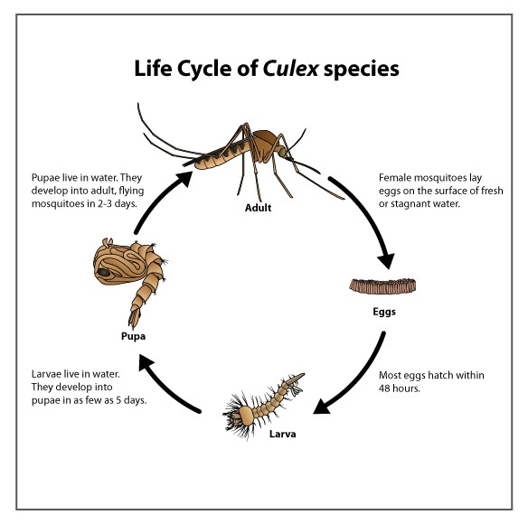 Culex Mosquito: Life Cycle, Risks & Diseases | ETS