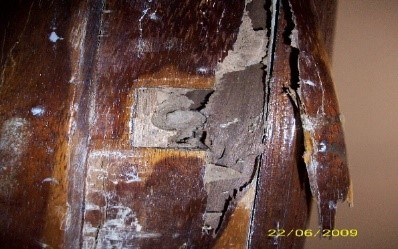 Understanding Termite Infestations: Threats and Control Strategies