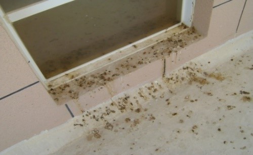 House Sparrows in UAE: Behavior, Nuisance & Solutions | ETS